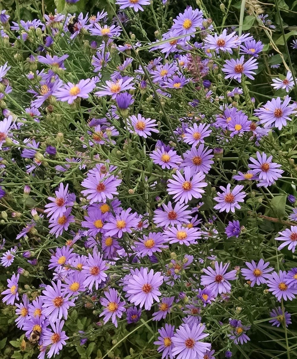 Photo of the bloom of Smooth Aster (Symphyotrichum laeve 'Bluebird ...
