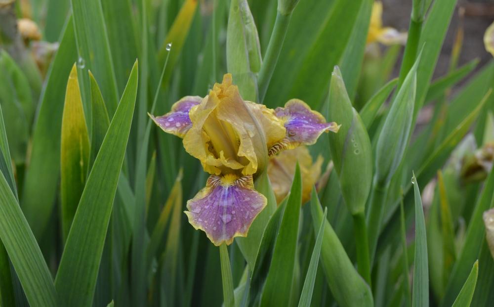 Photo of the bloom of Miniature Tall Bearded Iris (Iris 'Sari's Dance ...