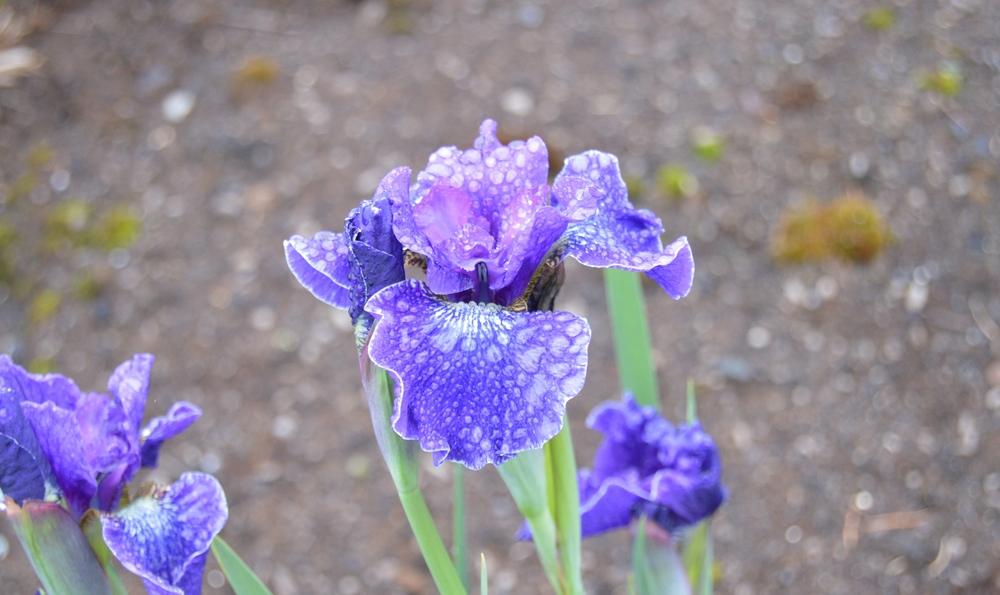 Siberian Iris (Iris 'Simon Says') in the Irises Database - Garden.org