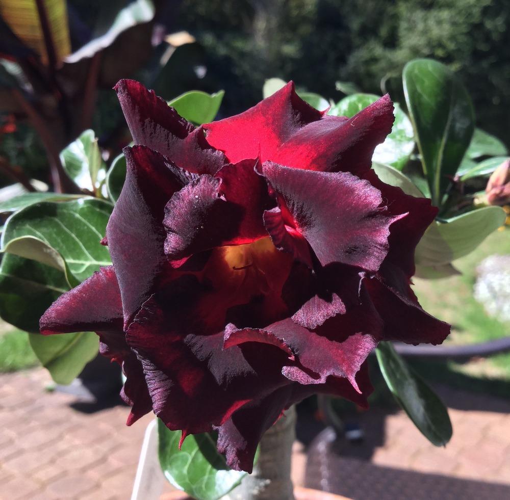 Desert Rose (Adenium 'Black Pearl') in the Adeniums Database - Garden.org