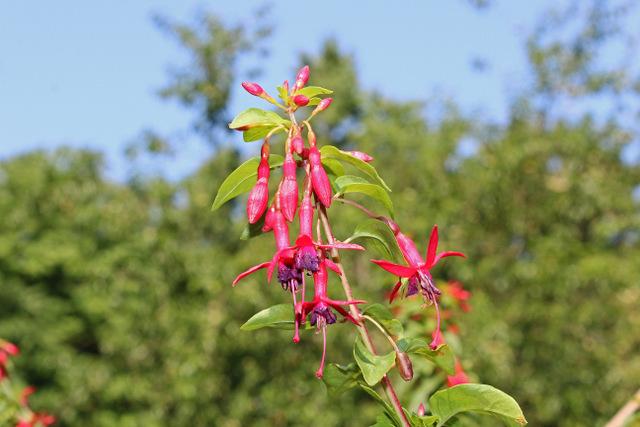 Box-thorn Fuchsia (Fuchsia lycioides) in the Fuchsias Database - Garden.org