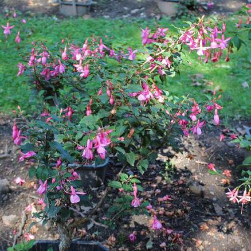 Fuchsia 'Beacon Rosa' in the Fuchsias Database - Garden.org