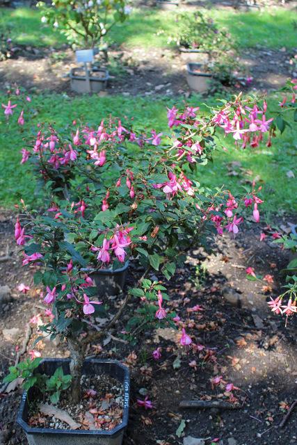 Fuchsia 'Beacon Rosa' in the Fuchsias Database - Garden.org