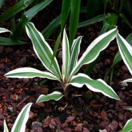 Earth Star (Cryptanthus bromelioides 'Tricolor') - Garden.org