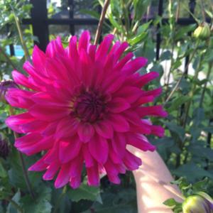 Dahlia 'Beep Beep' in the Dahlias Database - Garden.org