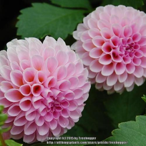Dahlia 'Betty Anne' in the Dahlias Database - Garden.org
