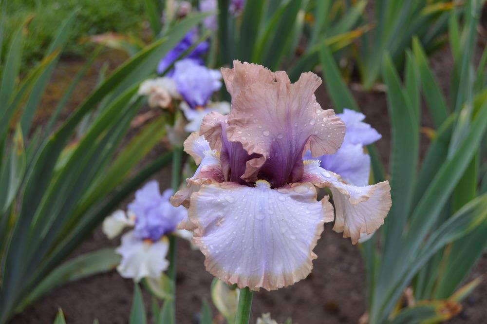 Tall Bearded Iris (Iris 'Soft Sensation') in the Irises Database ...