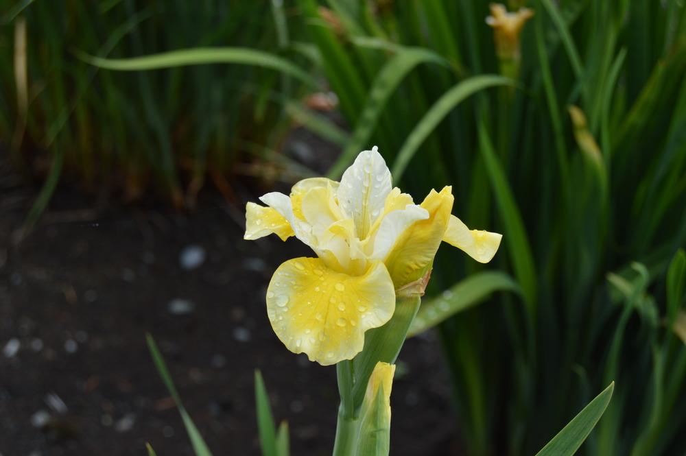 Siberian Iris (Iris 'Solar Energy') in the Irises Database - Garden.org