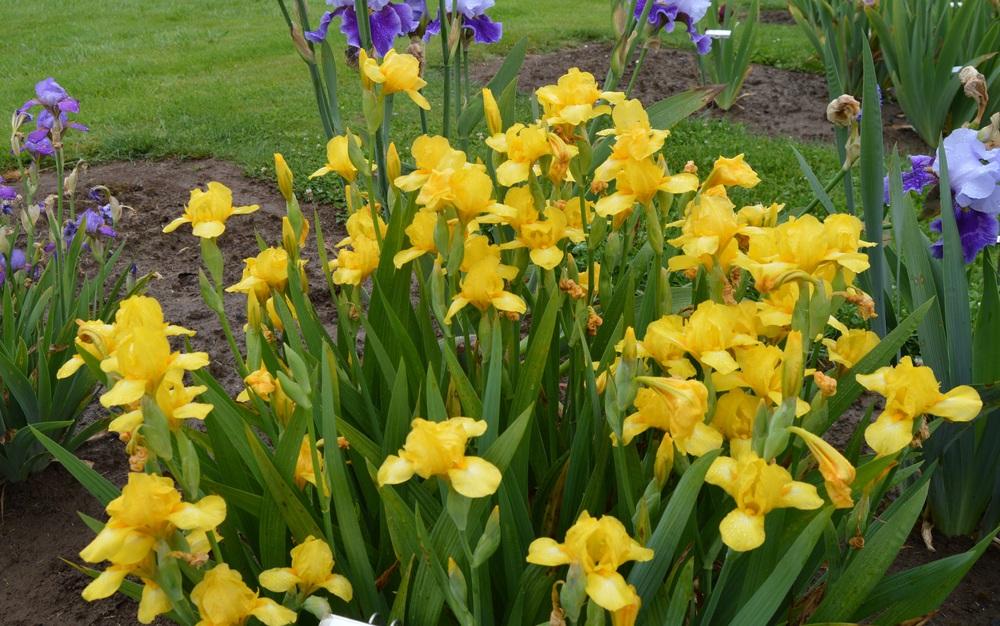 Miniature Tall Bearded Iris (Iris 'Sun Charm') in the Irises Database ...