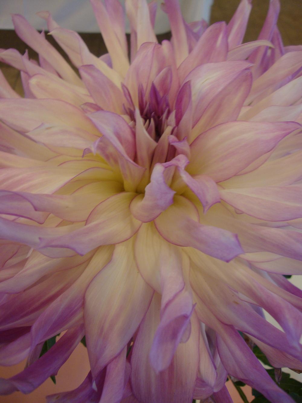 Dahlia 'Mingus Randy' in the Dahlias Database - Garden.org