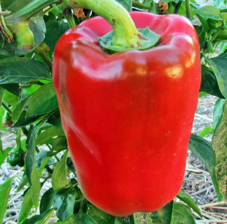 Photo of the fruit of Bell Pepper (Capsicum annuum 'X3R Red Knight ...