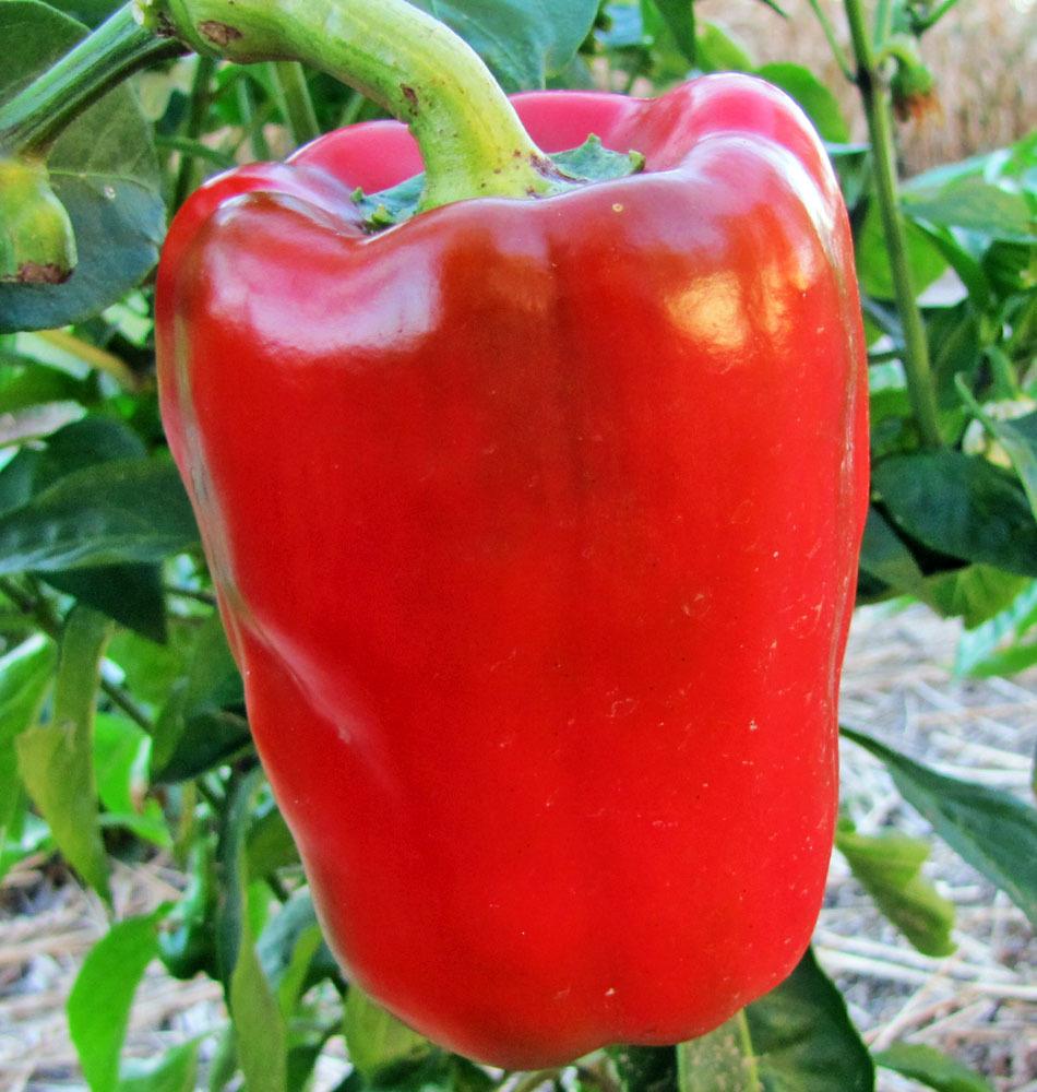 Peppers: Plant Care and Collection of Varieties - Garden.org