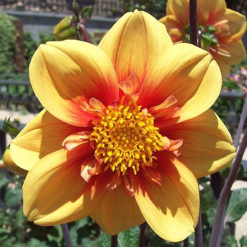 Dahlia 'Esther' in the Dahlias Database - Garden.org