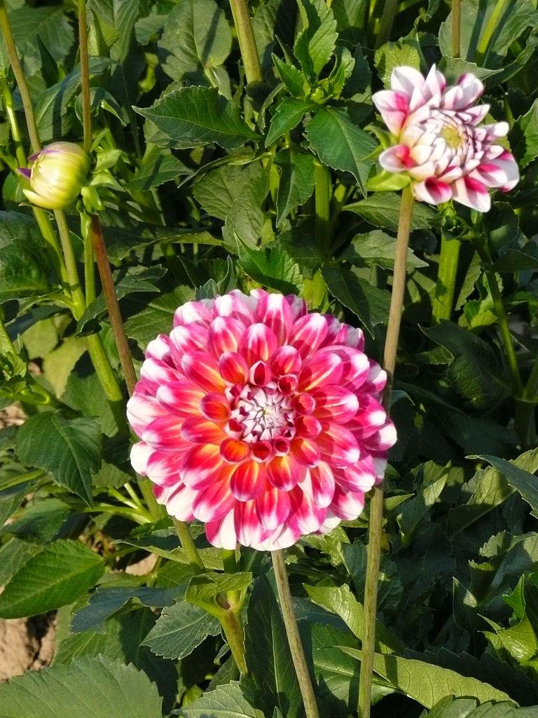 Photo of the bloom of Decorative Dahlia (Dahlia 'Hawaii') posted by ...