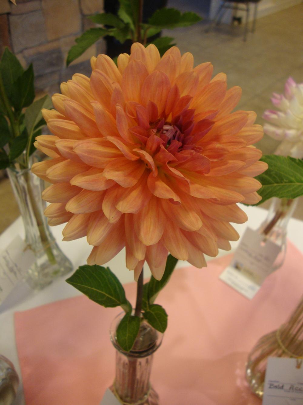 Photo of the bloom of Dahlia 'Touche' posted by Paul2032 - Garden.org
