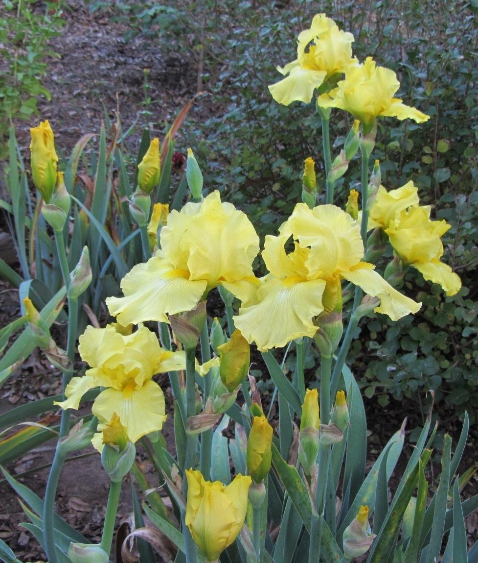 Photo of the bloom of Tall Bearded Iris (Iris 'Harvest of Memories ...