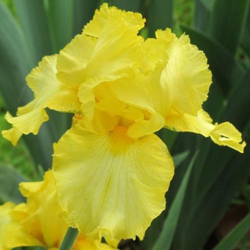 Tall Bearded Iris (Iris 'Bright Spirit') in the Irises Database ...