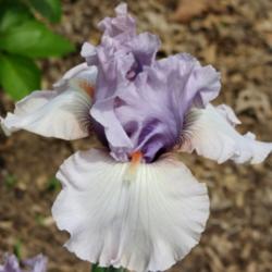 Tall Bearded Iris (Iris 'Half Dollar') in the Irises Database - Garden.org