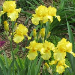 Tall Bearded Iris (Iris 'Bright Spirit') in the Irises Database ...