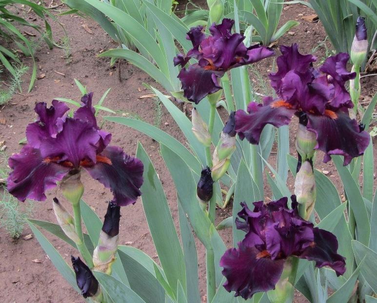 Photo of the bloom of Tall Bearded Iris (Iris 'Cherry Glen') posted by Bloombuddie - Garden.org