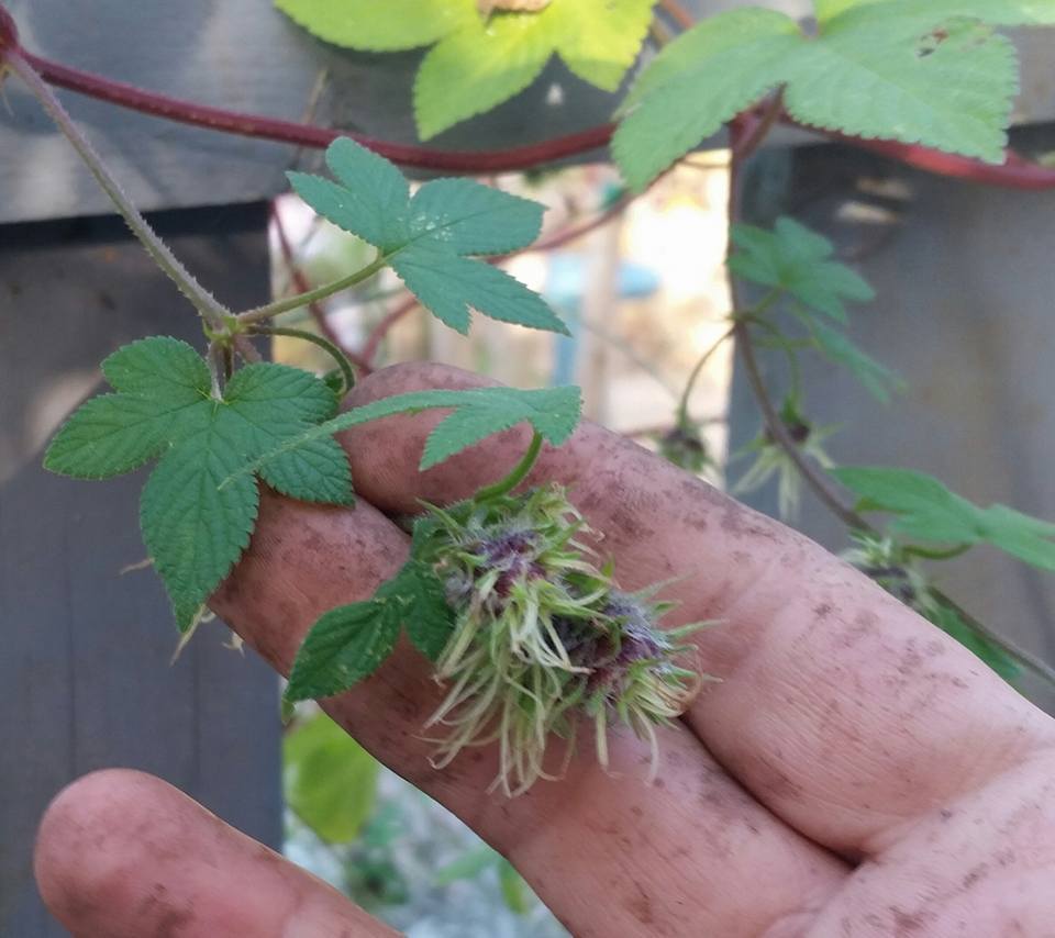 "sticky vine" in the Plant ID forum - Garden.org