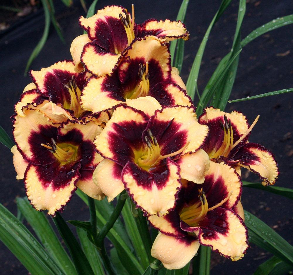 Daylily (Hemerocallis 'Spacecoast Bold Scheme') in the Daylilies Database - Garden.org