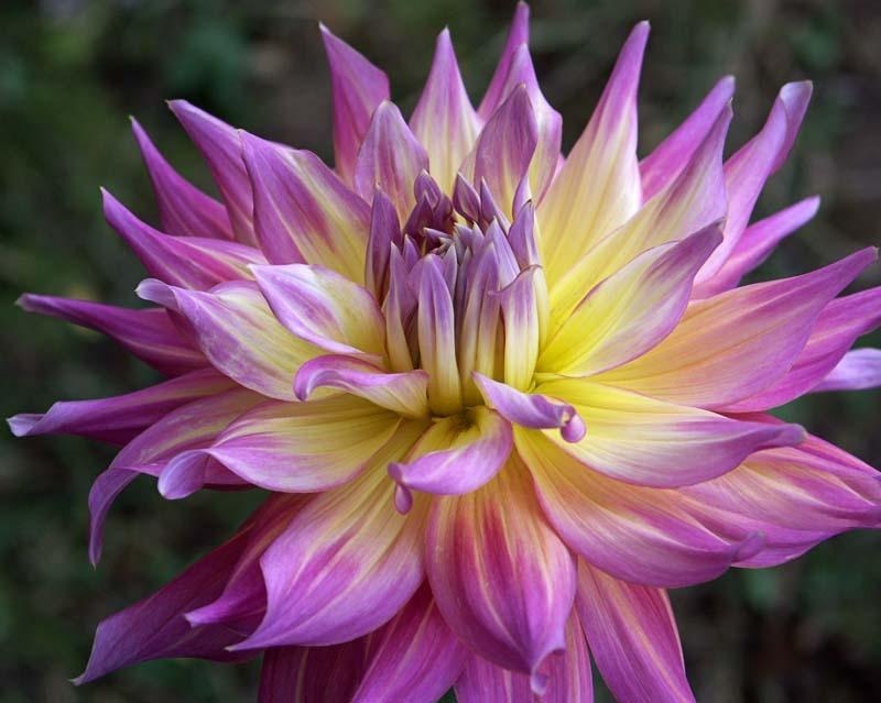 Dahlia 'Mingus Nicole' in the Dahlias Database - Garden.org