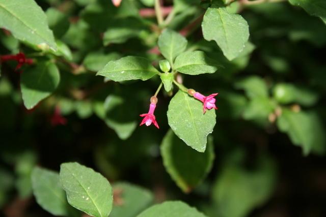 Fuchsia (Fuchsia ravenii) in the Fuchsias Database - Garden.org