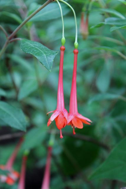 Fuchsia (Fuchsia vulcanica) in the Fuchsias Database - Garden.org