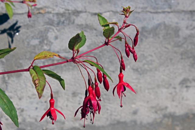 Fuchsia (Fuchsia coccinea) in the Fuchsias Database - Garden.org
