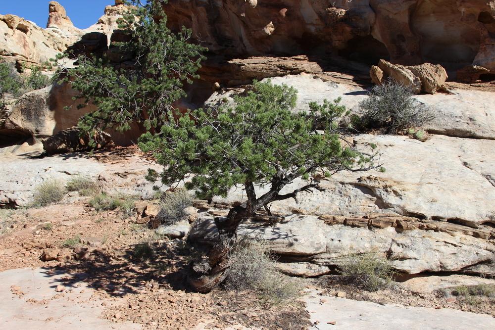 Photo of the habitat view of Two-Needle Pinon Pine (Pinus edulis ...