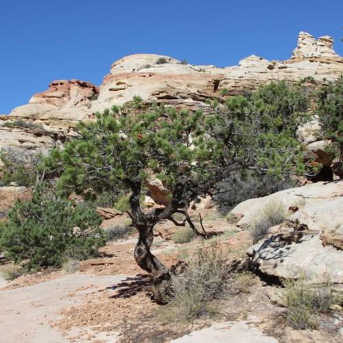 Two-Needle Pinon Pine (Pinus edulis) - Garden.org