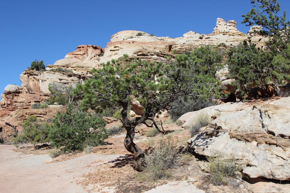 Two-Needle Pinon Pine (Pinus edulis) - Garden.org