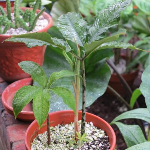 Voodoo Plant (Amorphophallus maxwellii) in the Amorphophallus Database ...