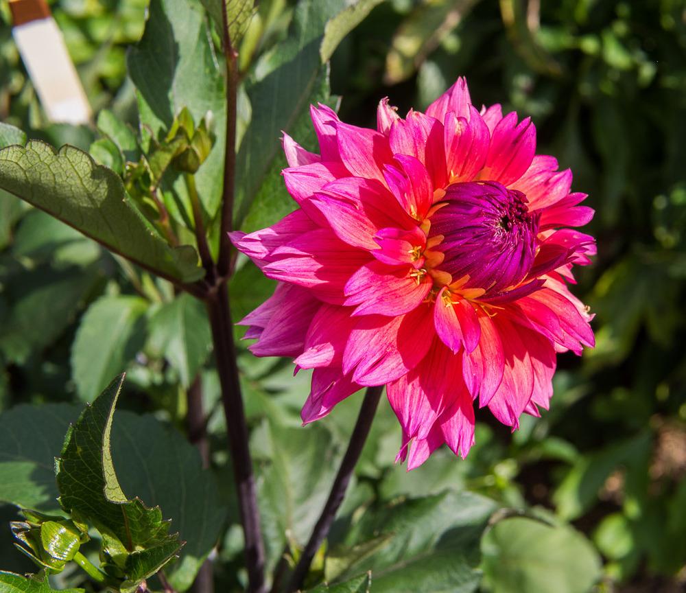 Photo of the bloom of Dahlia 'Sonic Bloom' posted by frankrichards16 ...