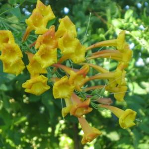Orange Esperanza (Tecoma 'Orange Jubilee') - Garden.org