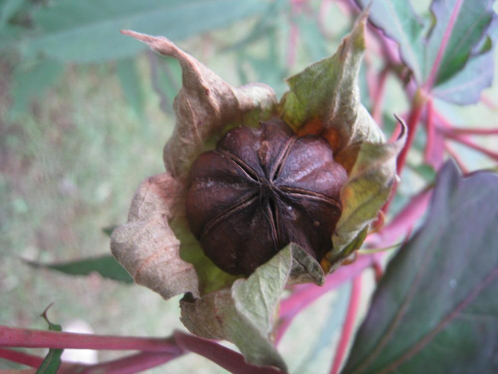 Photo of the seed pods or heads of Hybrid Hardy Hibiscus (Hibiscus ...