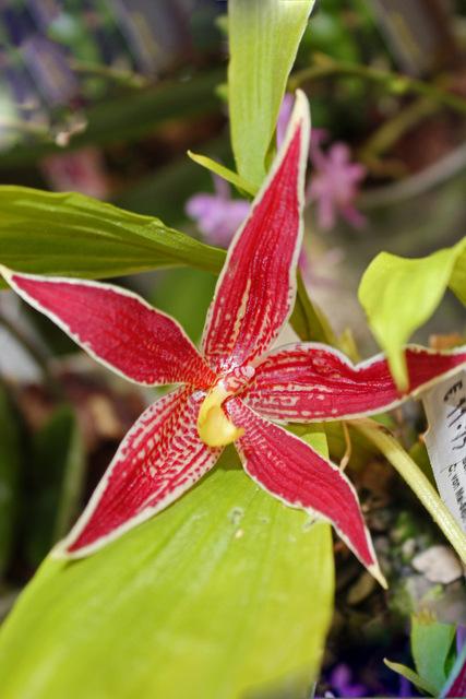 Orchid (Paphinia neudeckeri) - Garden.org