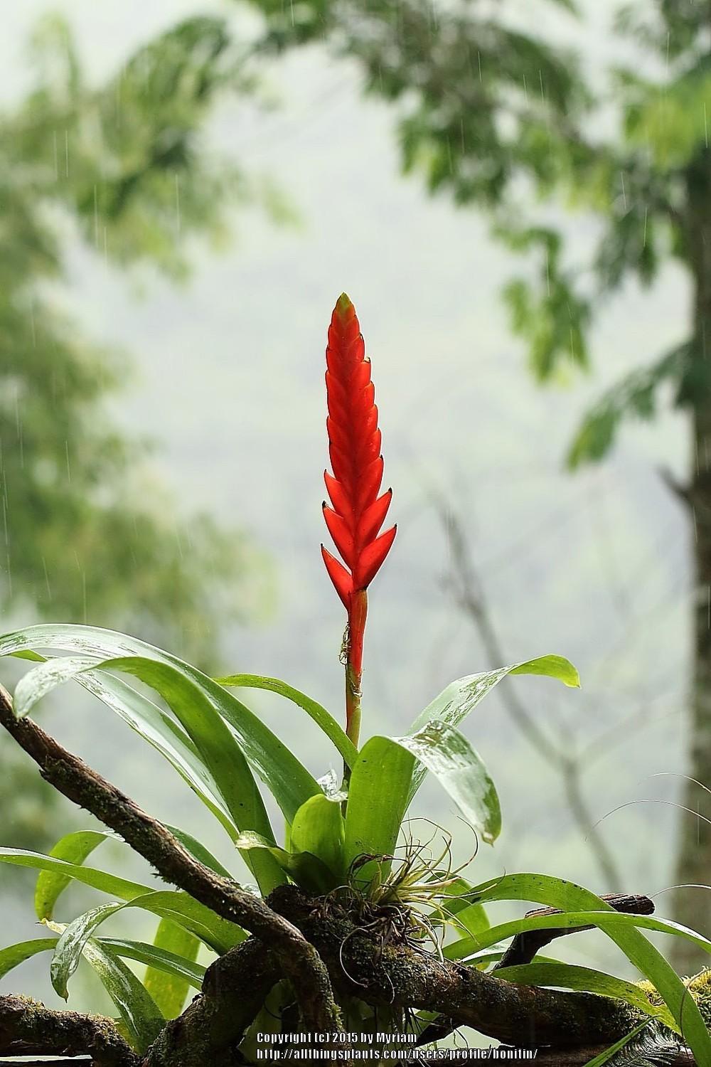 Bromeliad (Vriesea) - Garden.org