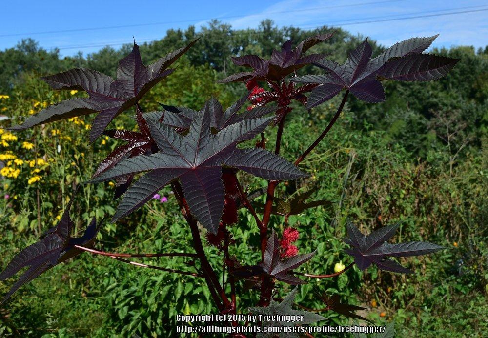 Photo of the leaves of Castor Oil Plant (Ricinus communis 'Gibsonii ...