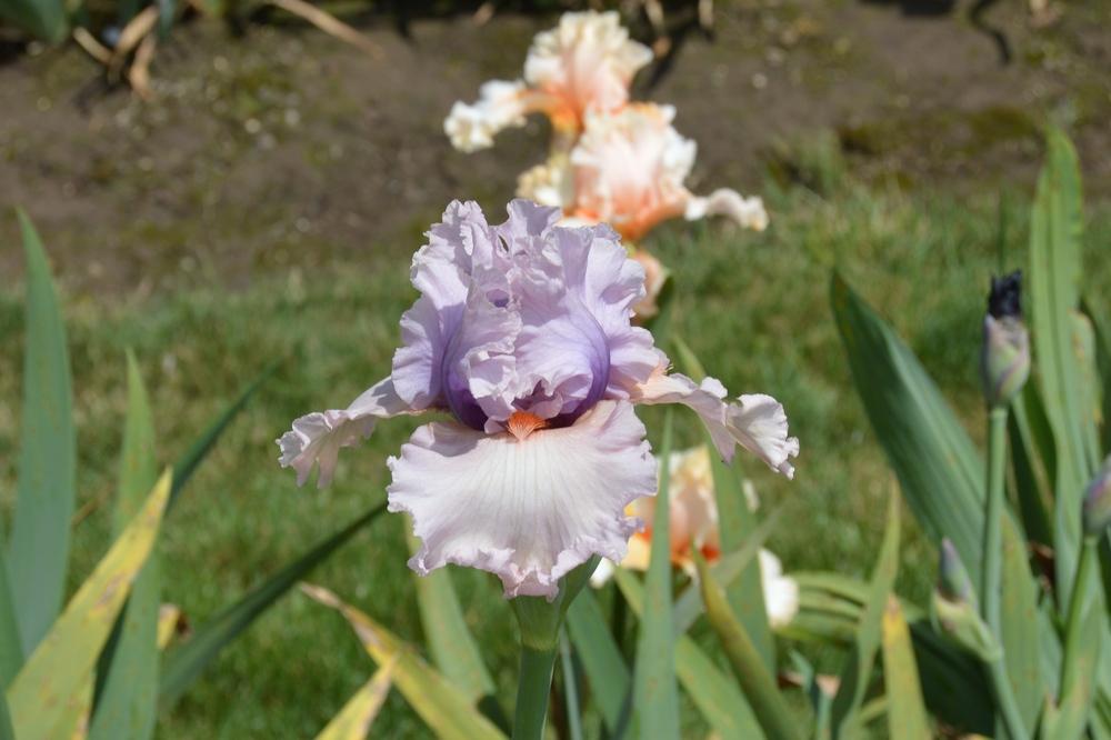 Tall Bearded Iris (Iris 'Advanced Degree') in the Irises Database ...