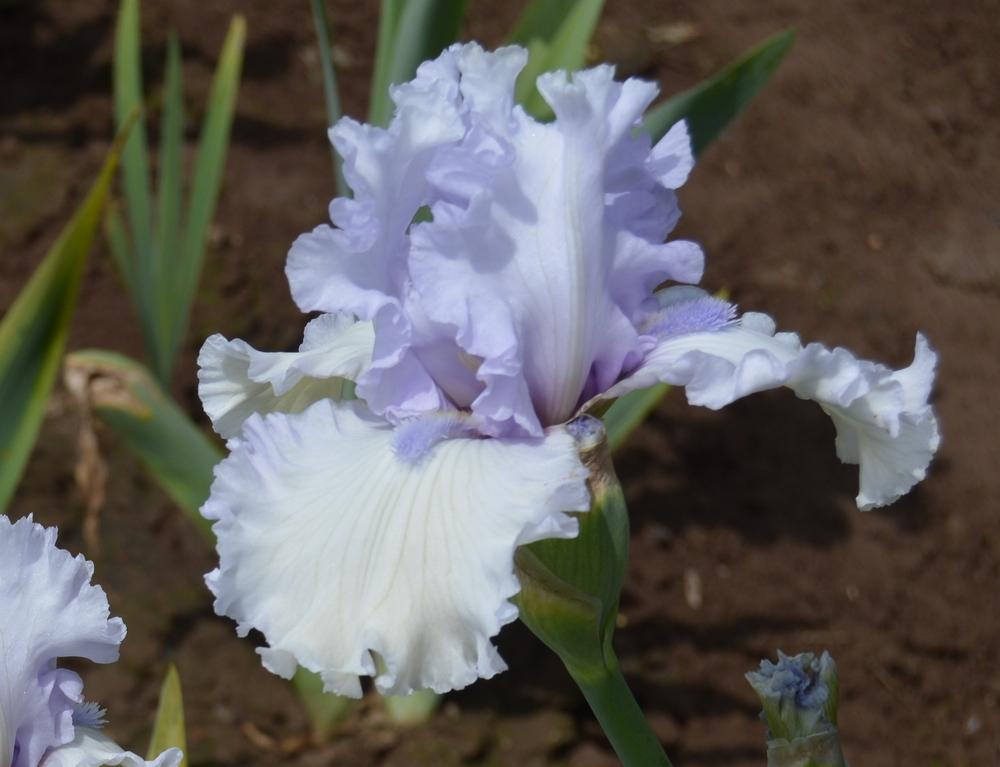 Tall Bearded Iris (Iris 'Absolute Zero') in the Irises Database ...