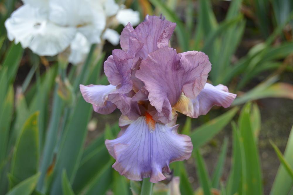 Tall Bearded Iris (Iris 'Advanced Features') in the Irises Database ...