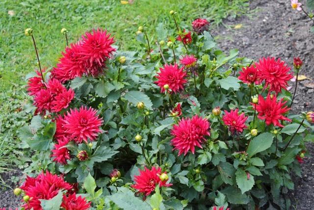 Photo of the entire plant of Dahlia 'Red Pygmy' posted by RuuddeBlock ...