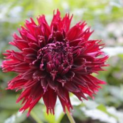 Dahlia 'Kenora Macop-B' in the Dahlias Database - Garden.org