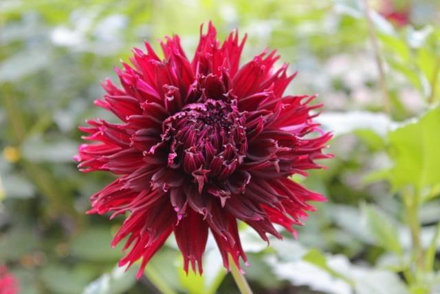 Dahlia 'Kenora Macop-B' in the Dahlias Database - Garden.org