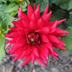 Dahlia 'Red Pygmy' in the Dahlias Database - Garden.org