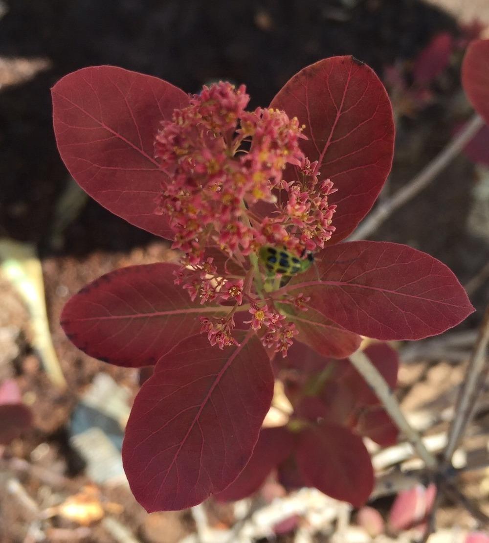 Smoketrees: Plant Care and Collection of Varieties - Garden.org