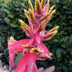 Photo of the entire plant of Bromeliad (Aechmea chantinii 'Little Harv ...