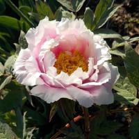 Photo of the entire plant of Japanese Tree Peony (Paeonia x ...